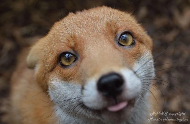 Pudding the Fox Is Too Friendly to Go Free