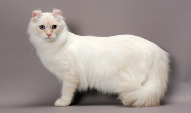 American Curl Cat Breed Information