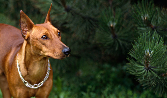German Pinscher Breed Information