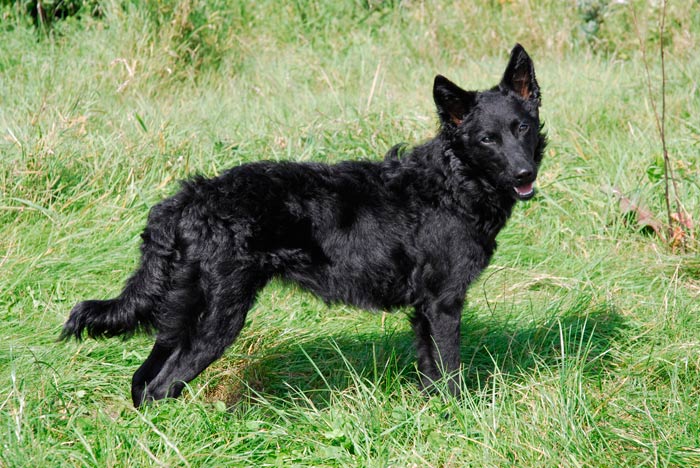 Mudi Breed Information