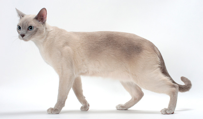 Tonkinese Cat Breed Information