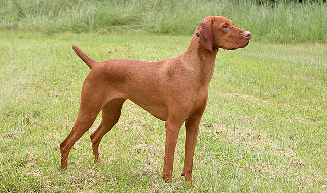 Vizsla Dog Breed Information