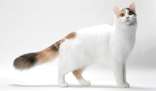 Turkish Van Cat Breed Information