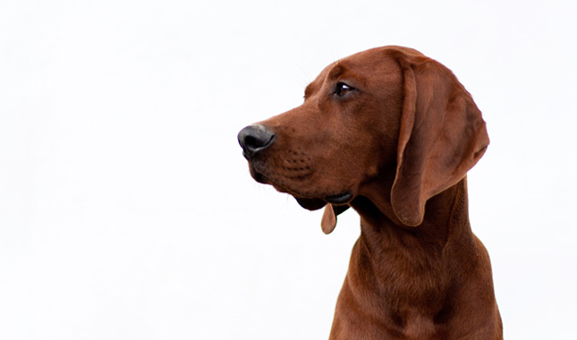 Redbone Coonhound Dog Breed Information