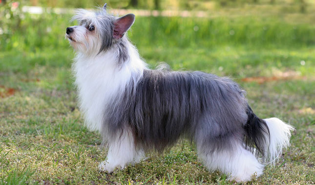 Chinese Crested Breed Information