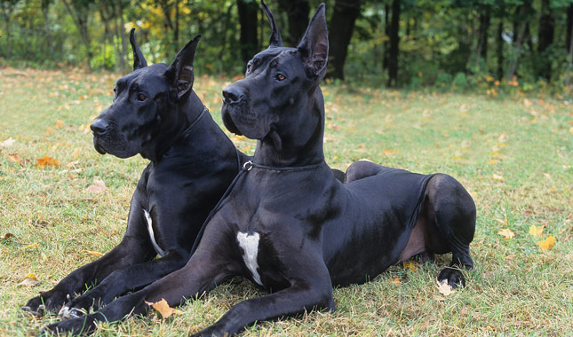 Great Dane Dog Breed Information