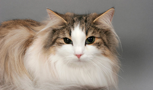 Norwegian Forest Cat Breed Information