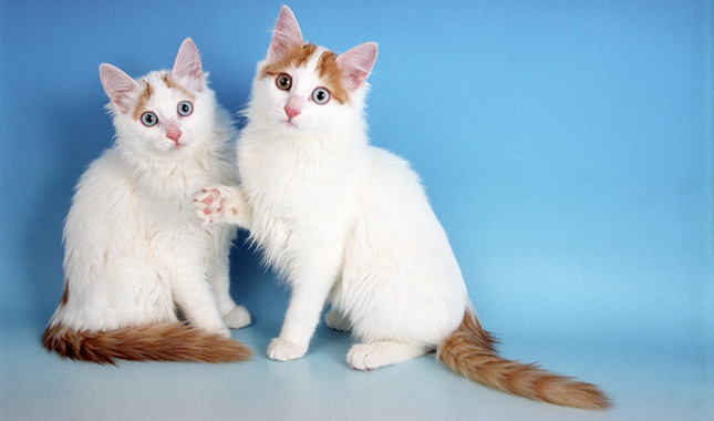 Turkish Van Cat Breed Information