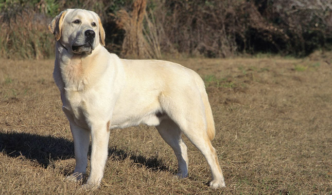 Labrador Retriever