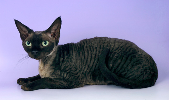 Devon Rex Cat Breed Information