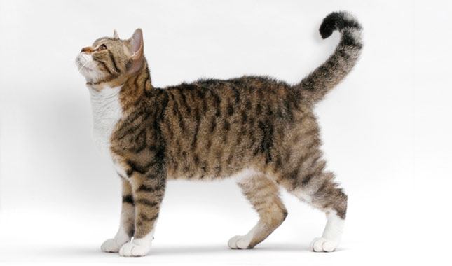 American Wirehair Cat Breed Information