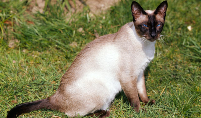 Siamese Cat Breed Information
