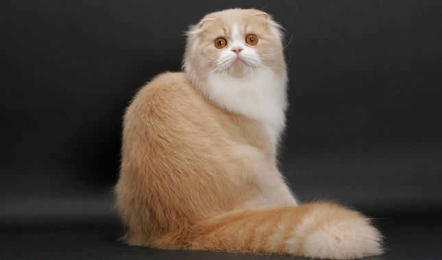 Scottish Fold / Highland Fold Cat Breed Information