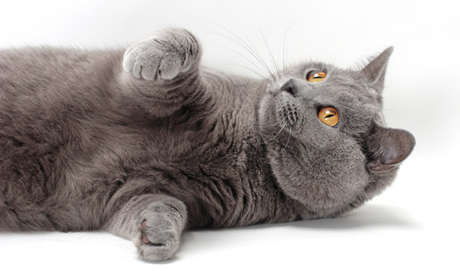 Chartreux Cat Breed Information