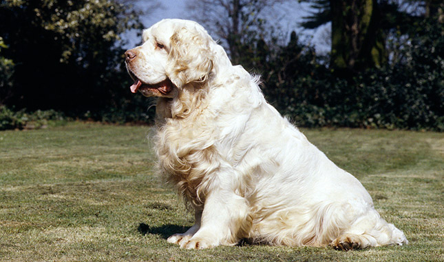 Clumber Spaniel - Alchetron, The Free Social Encyclopedia