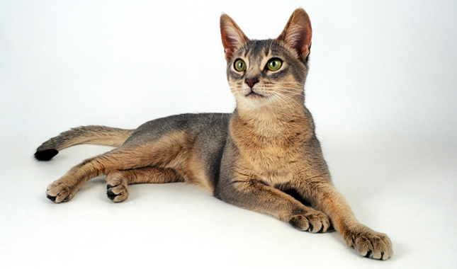 Abyssinian Cat Breed Information