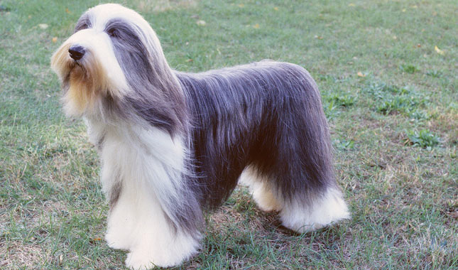 Bearded Collie Breed Information