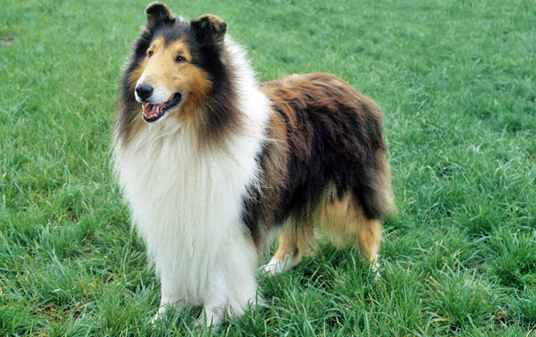 Collie Dog Breed Information