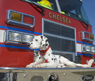 1000+ images about Dogs: Dalmatian on Pinterest | Kinds of dogs ...