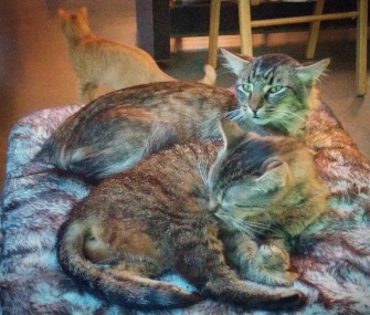 Pet Scoop: Cat Adopted After Adele Visit, Prince George Plays With His ...