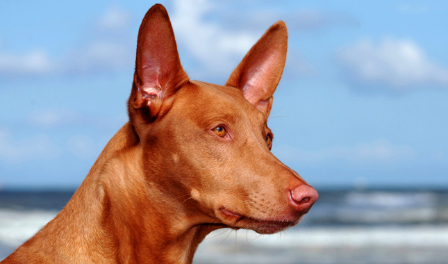 Pharaoh Hound Breed Information