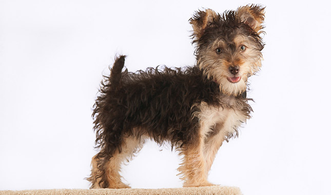 Yorkipoo Dog Breed Information
