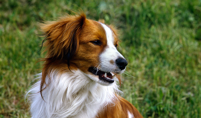Kooikerhondje Dog Breed Information