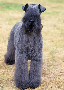 Kerry Blue Terrier Breed Information