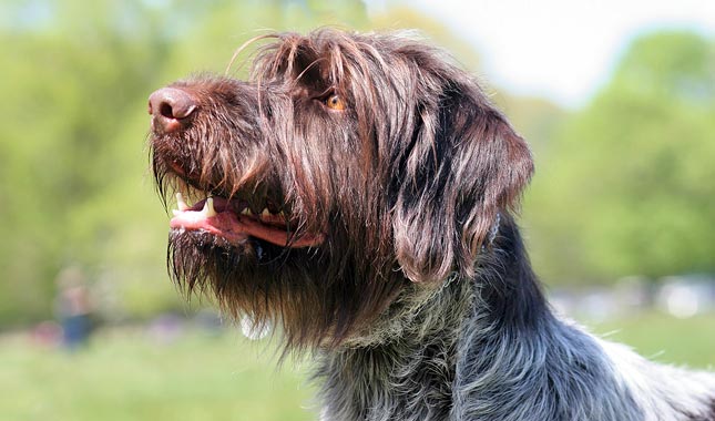 Pointing Griffon Dog
