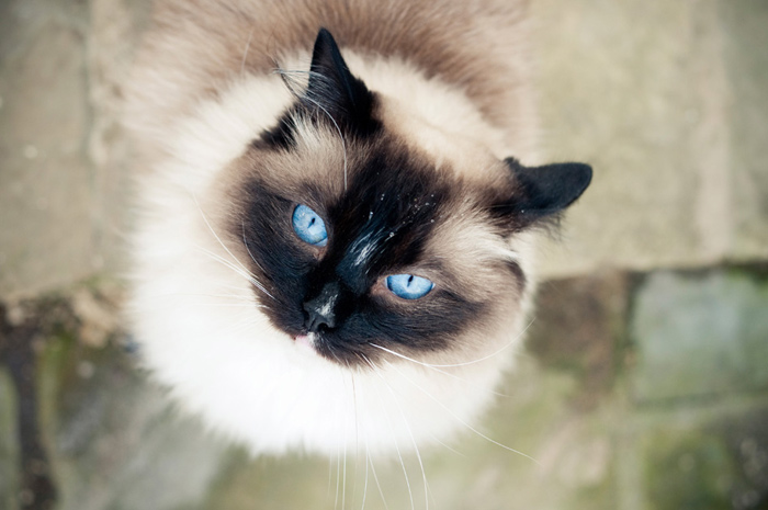 Ragdoll Cat Breed Information