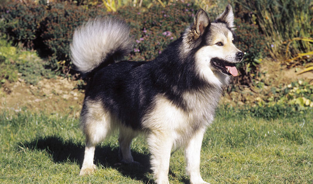 Icelandic Sheepdog Breed Information