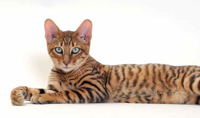 Toyger Cat Breed Information