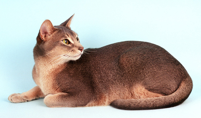 Abyssinian Cat Breed Information