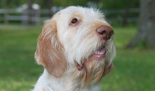 Spinone Italiano Dog Breed Information