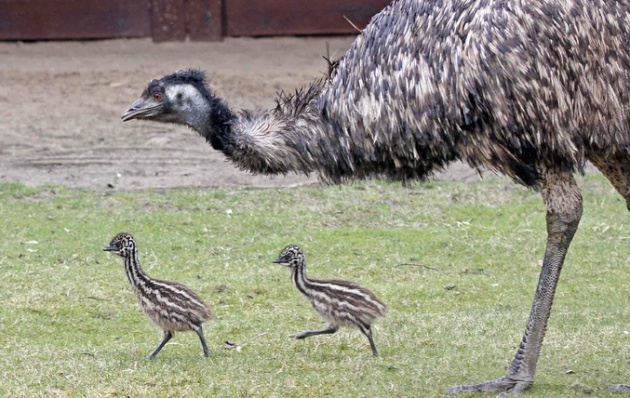 Trio of Emu Chicks Hatches at Berlin Zoo
