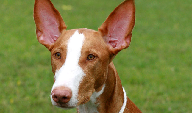 Ibizan Hound Breed Information