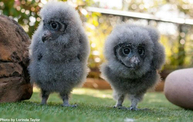 Fuzzy Owl Chicks Hatch at Australian Zoo