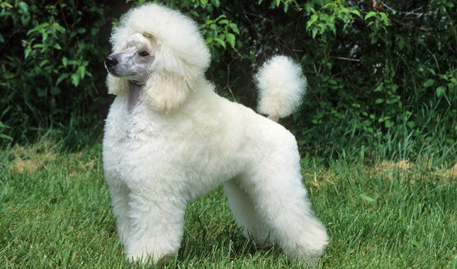 Poodle Breed Information