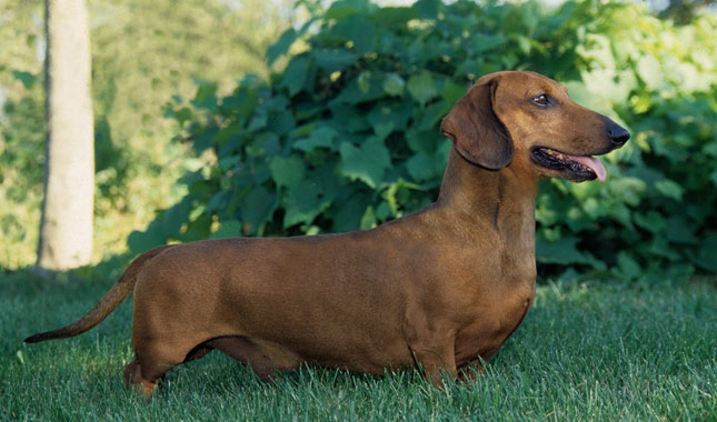 Dachshund Dog Breed Information
