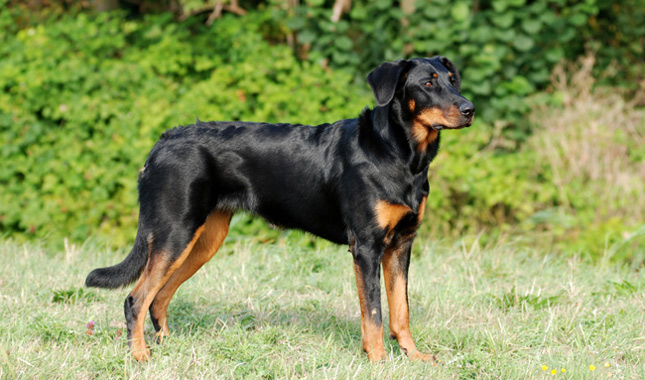 Beauceron Breed Information