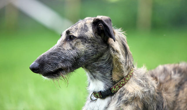 Longdog Breed Information