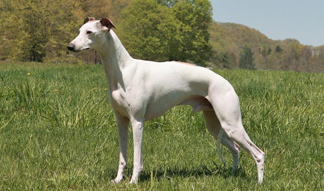 Whippet Dog Breed Information