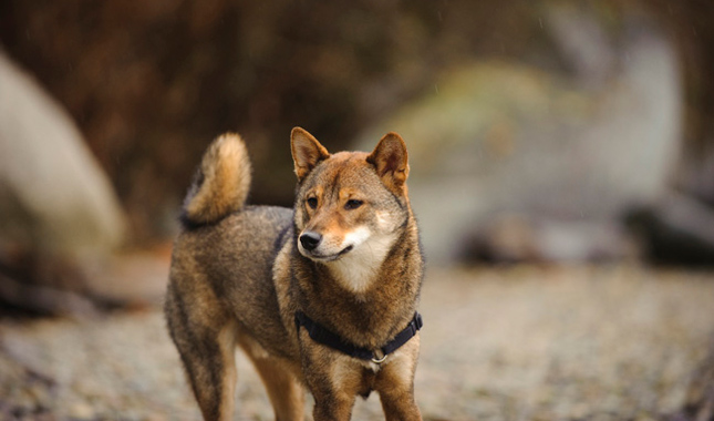 Shiba Inu Dog Breed Information