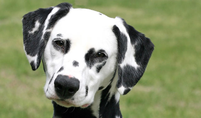 Dalmatian Breed Information