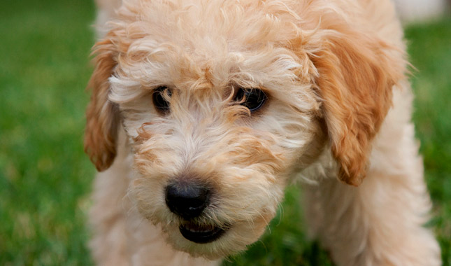 Goldendoodle Breed Information