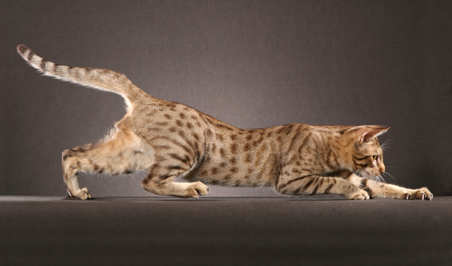 Ocicat Cat Breed
