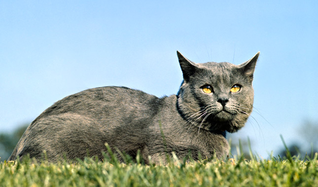 Chartreux Cat Breed Information