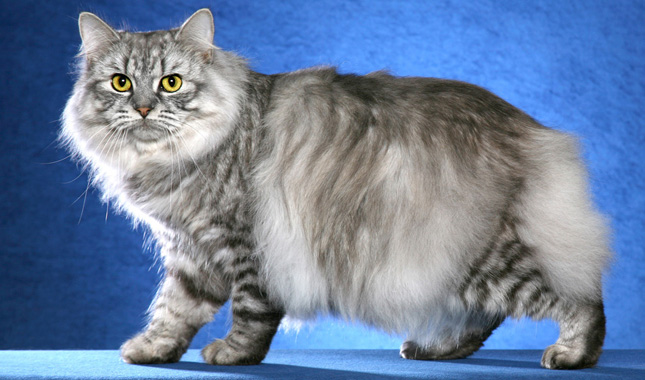 Cymric Cat Breed Information