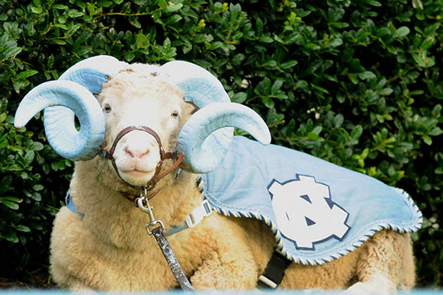 Mascot Madness: The Cutest Animals in the NCAA