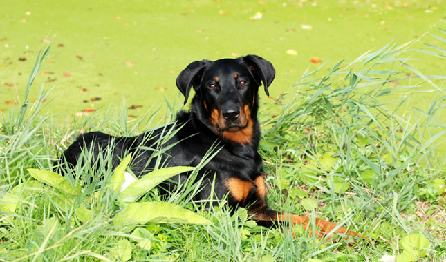 Beauceron Breed Information